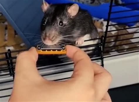Have You Ever Seen A Mouse That Can Play Music A Dutch Pet Mouse