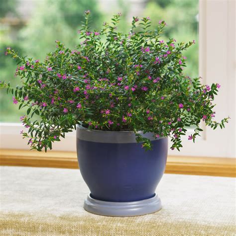 Spiderwort Plant Indoor