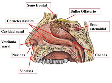 Coanas Ecured