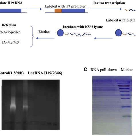 Lncrna H19 Was Obtained By In Vitro Transcription And Download Scientific Diagram
