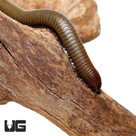 Smokey Oak Millipede Narceus Gordanus For Sale Underground Reptiles