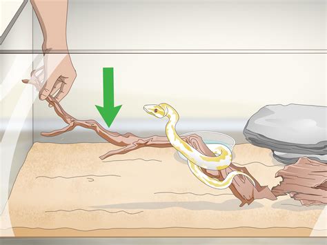 Ways To Build A Relationship With Your Snake WikiHow