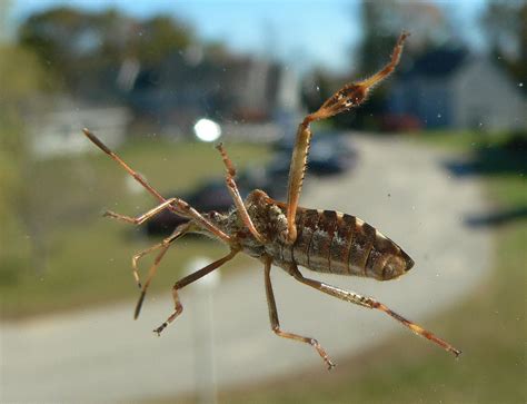 Most Disgusting Bugs