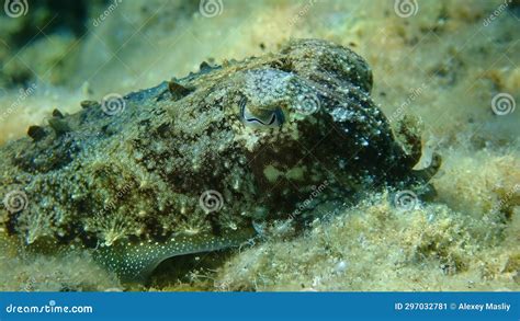Common Cuttlefish Or European Common Cuttlefish Sepia Officinalis