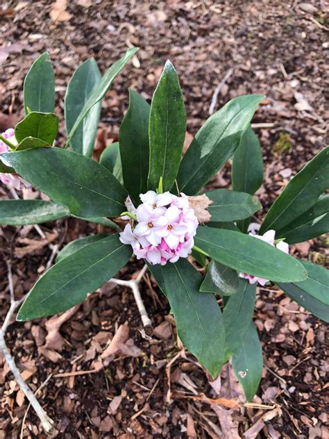 Daphne Odora Plant How To Grow And Care For Winter Daphne Shrub