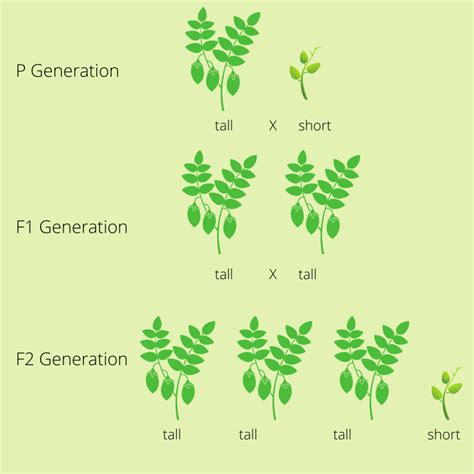 Gregor Mendel Peas