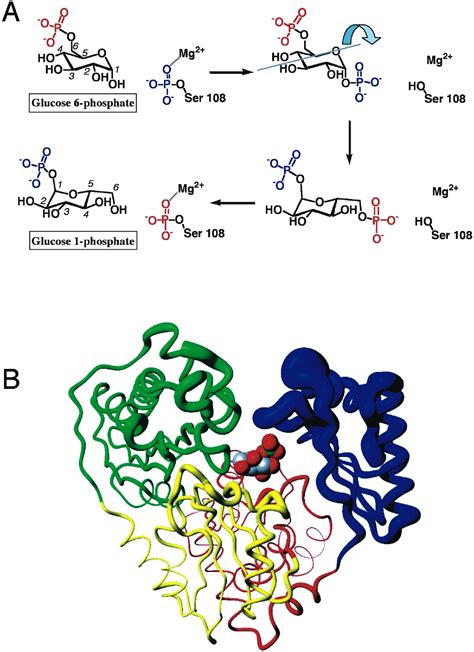 Structural Basis Of Diverse Substrate Recognition By The Enzyme Pmmpgm