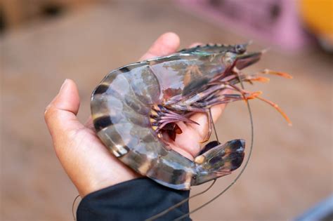 Apa Itu Udang Tiger Keunikan Berbagai Macam Hidangan Udang Tiger