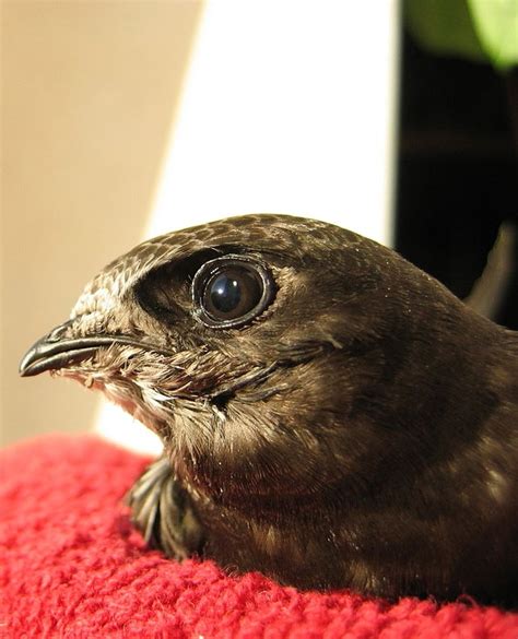 To Ja Jerzyk Jerzyki W Polsce