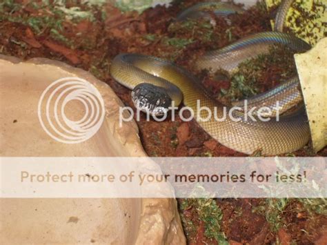 White Lipped Python Reptile Forums