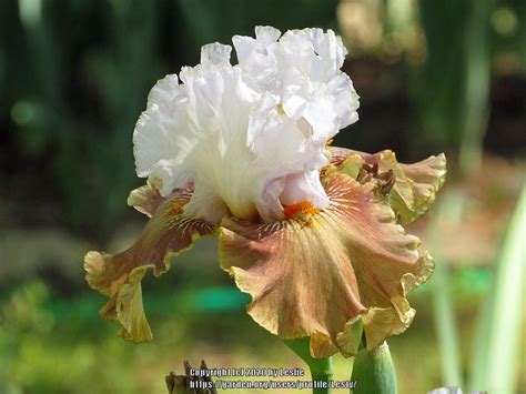 Tall Bearded Iris Iris Desert Paradise In The Irises Database