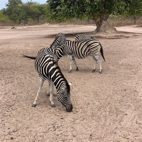 Fathala Wildlife Reserve Updated 2026 Prices And Lodge Reviews Karang