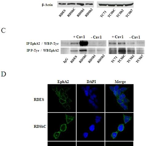 Epha2 Receptor Is Expressed In Ews Cells And Is Constitutively Download Scientific Diagram