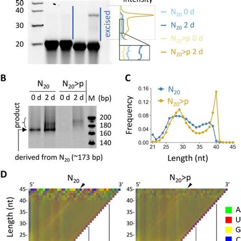 Characteristics Of The Self Reproducing Rna A Native Page Analysis