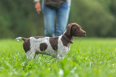 Französische Bracke Treuer Jagd Und Begleithund