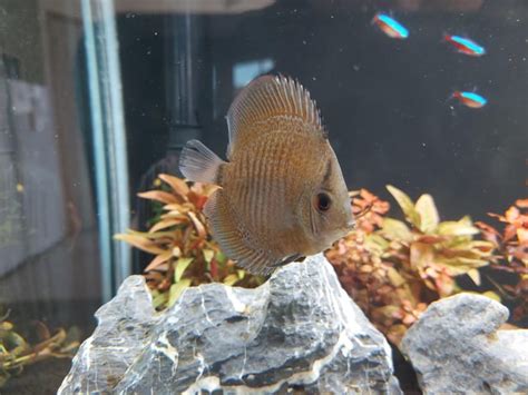 Identifying Discus Strains R Aquariums