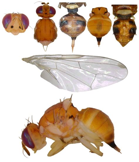 Bactrocera Oleae Adult Bactrocera Fruit Fly Id
