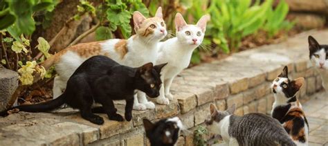 Domestic Longhair Cat Lifespan Personality Grooming And More