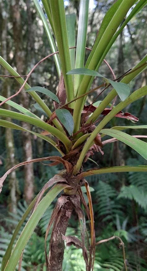How To Propagate Cordyline Sellowiana