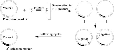 Schematic Of Swapping Selection Marker Of A Plasmid By Thermostable Dna