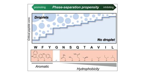 Phase Separation Propensity Of Non Ionic Amino Acids In Peptide Based Complex Coacervation