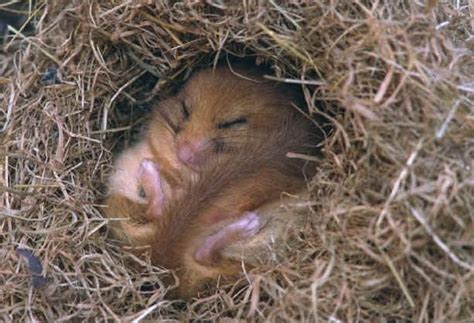 Seed To Feed Me WHAT IS THE DIFFERENCE BETWEEN HIBERNATION AND SLEEP