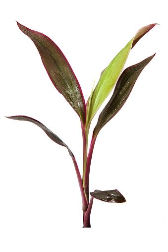 흰색 배경에 고립 된 열대 식물의 길고 밝은 보라색과 분홍색 잎 긴에 대한 스톡 사진 및 기타 이미지 긴 관목 떠남 Istock