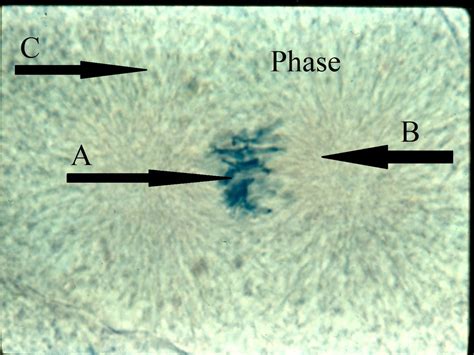 Animal Prophase Late Diagram Quizlet