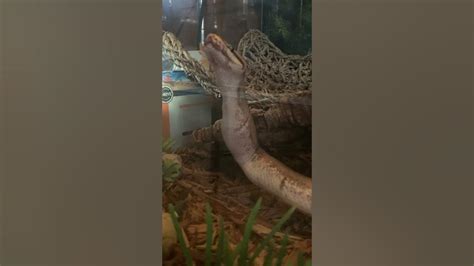 Ball Python Eats Chicks Part 2 Youtube