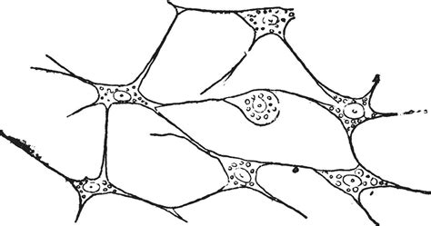 Connective Tissue Vintage Illustration 35474927 Vector Art At Vecteezy