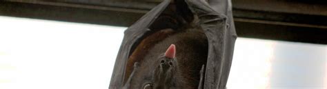 Wacky Pest Wednesday Bats