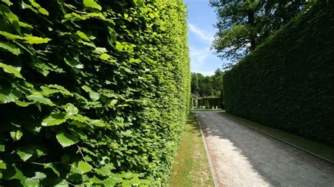 Hedge Pruning Tips When And How To Prune Hedges In The Uk