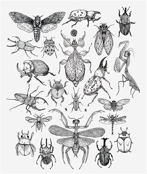 Artistic Bug Illustration Collage