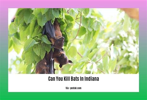 Can You Kill Bats In Indiana Understanding The Protections And Implications For Bat Conservation