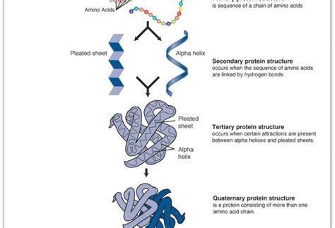 Secondary Protein Structure