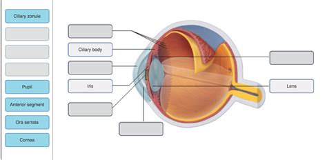 Solved Ciliary Zonule Ciliary Body Iris Lens Pupil Anterior
