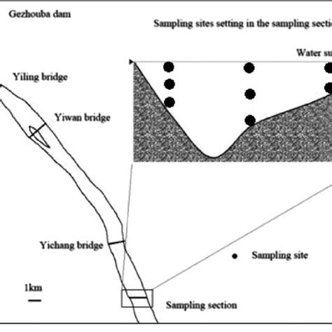 Sketch Map Of Sampling Sites Downstream The Gezhouba Dam In The Larvae