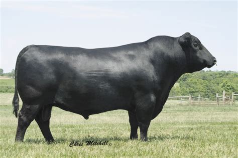 Boyd Poundmaker 21 Universal Semen Sales