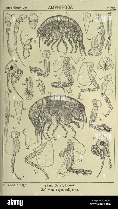 An Account Of The Crustacea Of Norway V1 Amphipoda Plates
