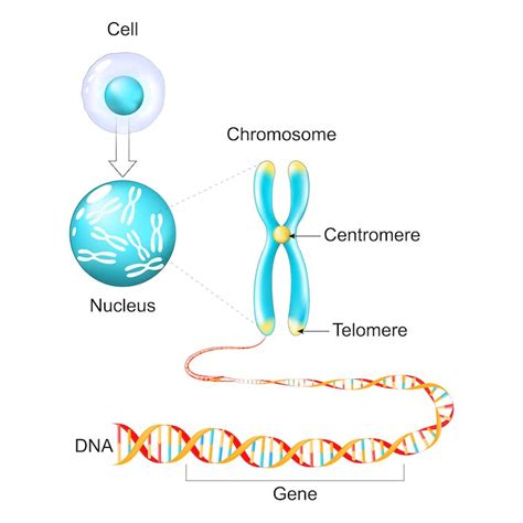 The ‘weird Male Y Chromosome Has Finally Been Fully Sequenced Can We