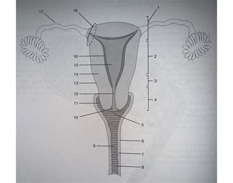 Genital Tract Anatomy Quiz