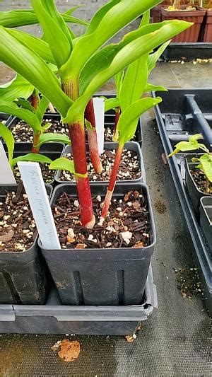 Roscoea Purpurea Vannin Purple Roscoea From Quackin Grass Nursery