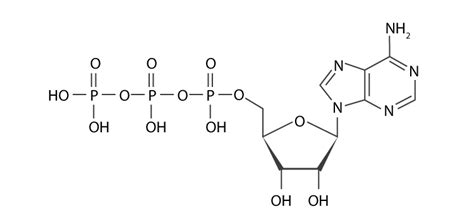 General Nucleotide Structure
