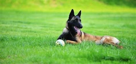 Belgian Malinois Growth And Weight Chart Everything You Need To Know