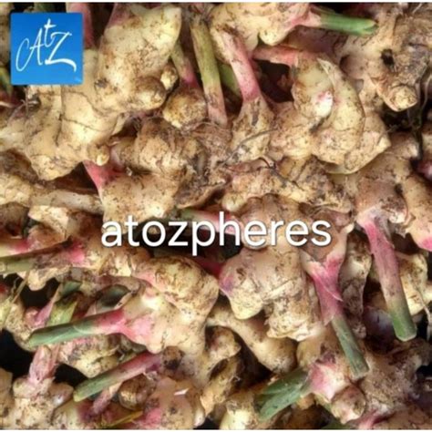 Jual Jahe Muda Segar Fresh Young Ginger 250g Shopee Indonesia