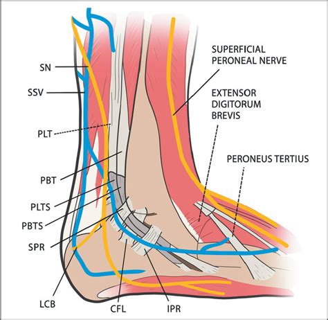 Ultrasonographic Aspects Of Sural Nerve Anatomy Pmc