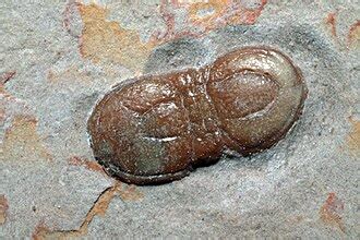 Trilobita — Wikipédia