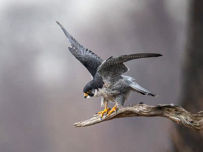 Types Of Migration In Birds A Look At Diverse Migratory Birdfact