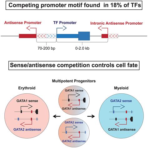 Abundant Binary Promoter Switches In Lineage Determining Transcription