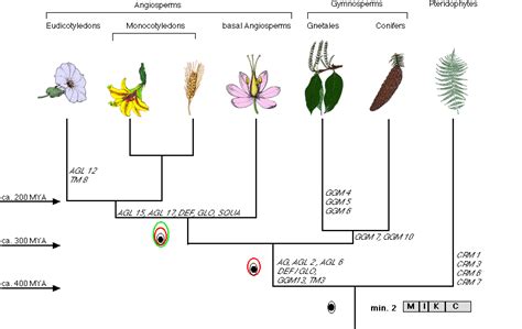 Angiosperm Phylogeny